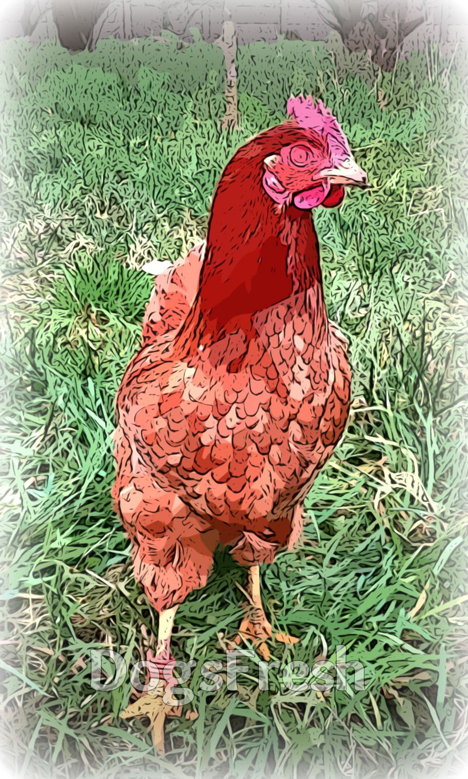 BeFunky_Kip.jpg - DogsFresh